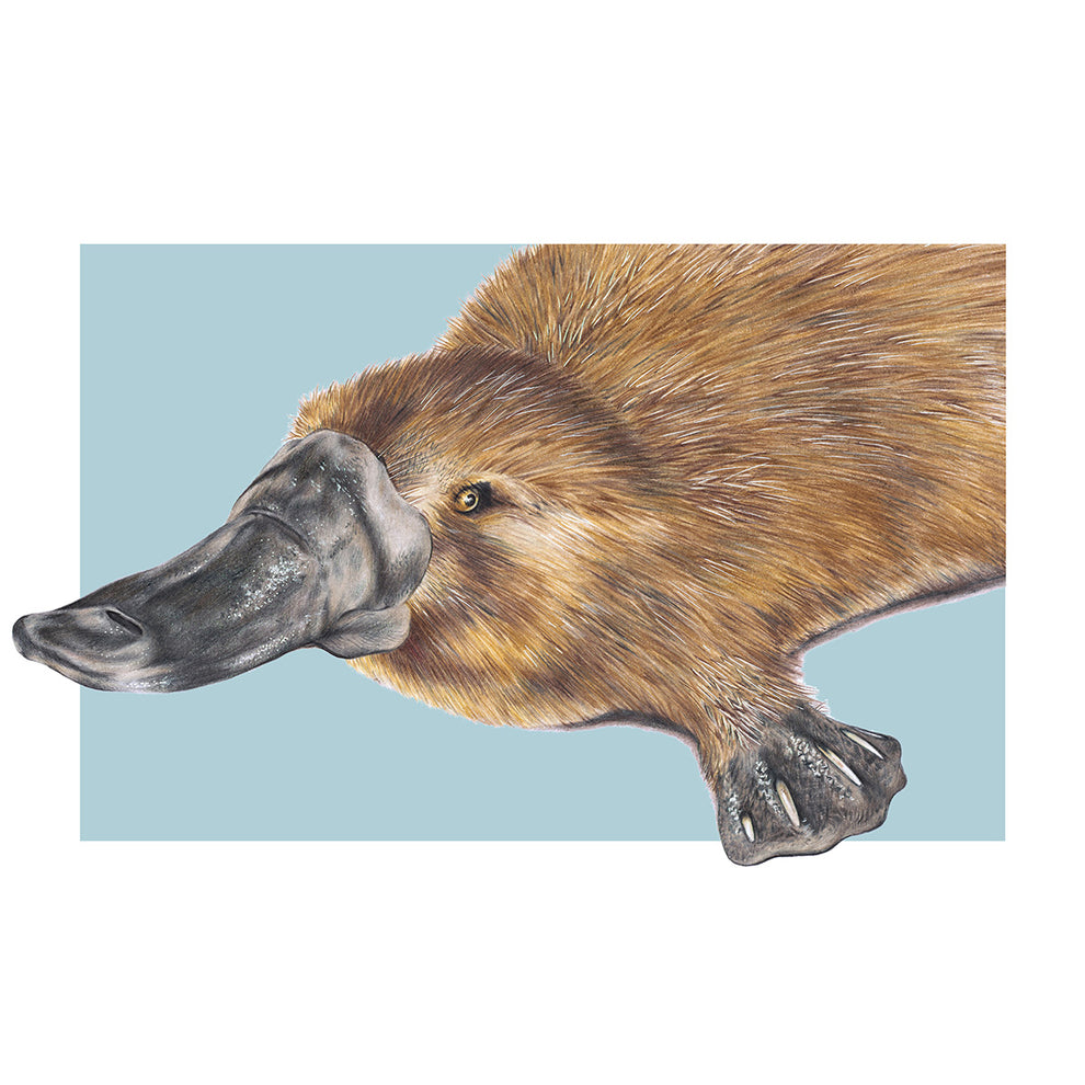 Platypus/blue Fine Art Print – Hayley Wilson