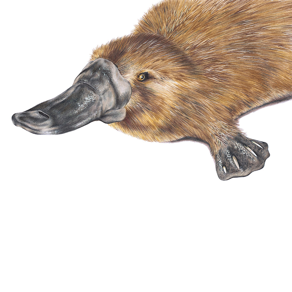 Platypus Fine Art Print – Hayley Wilson